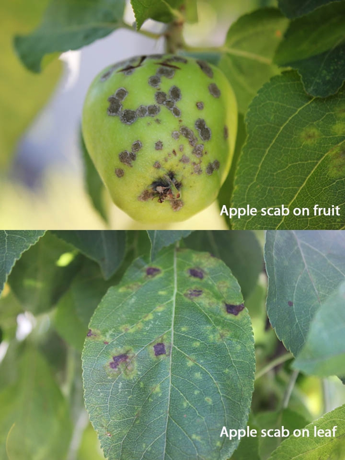 Apple scab - Gardening at USask - College of Agriculture and ...