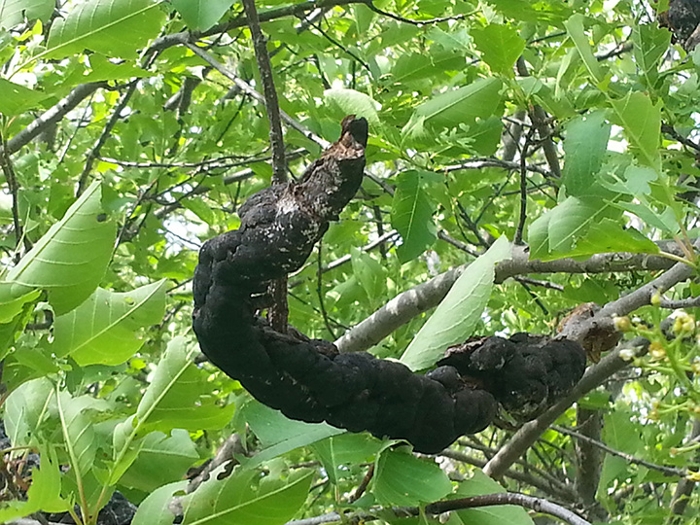 Black knot - Gardening at USask - College of Agriculture and ...