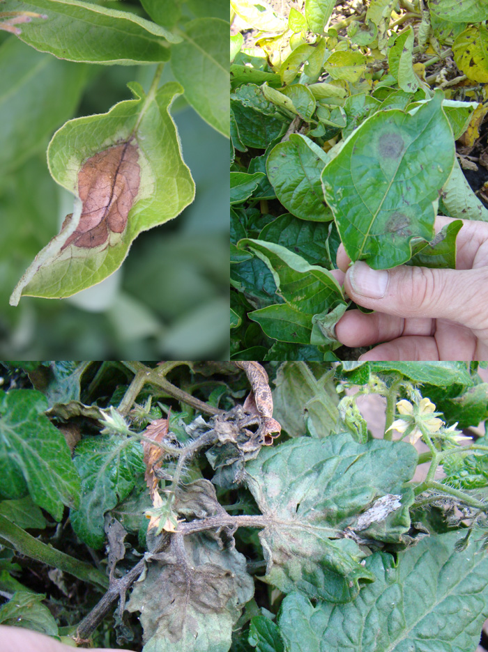 Late blight - Gardening at USask - College of Agriculture and ...