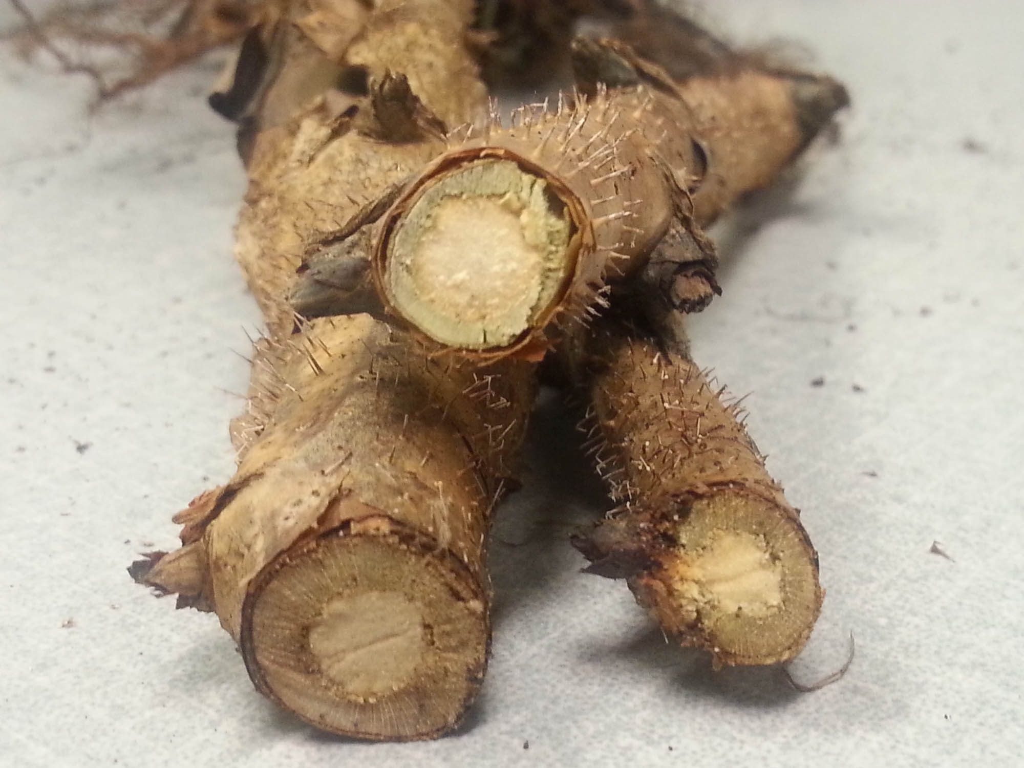 Delayed winter injury - Gardening at USask - College of Agriculture and ...