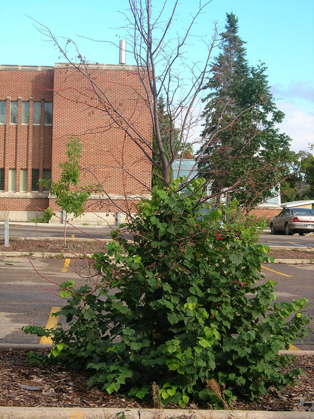 Basal growth on trees - Gardening at USask - College of Agriculture and ...