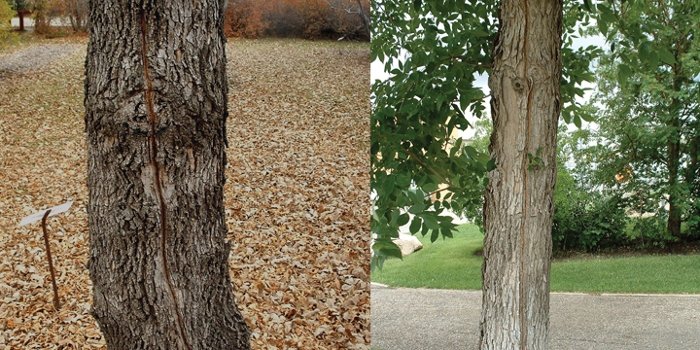 Frost cracks - Gardening at USask - College of Agriculture and ...