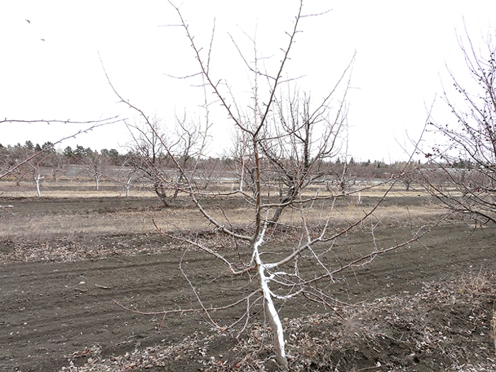 Sunscald - Gardening at USask - College of Agriculture and Bioresources ...