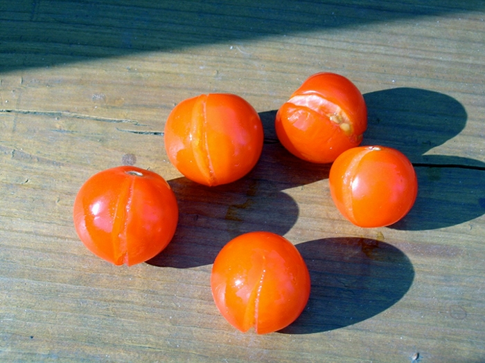 Splits or cracks in vegetable fruits and roots - Gardening at USask ...