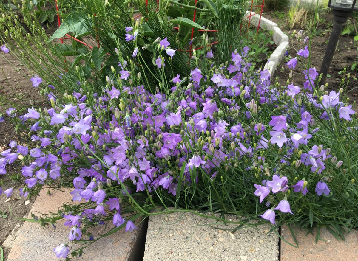 Harebell - Gardening at USask - College of Agriculture and Bioresources ...