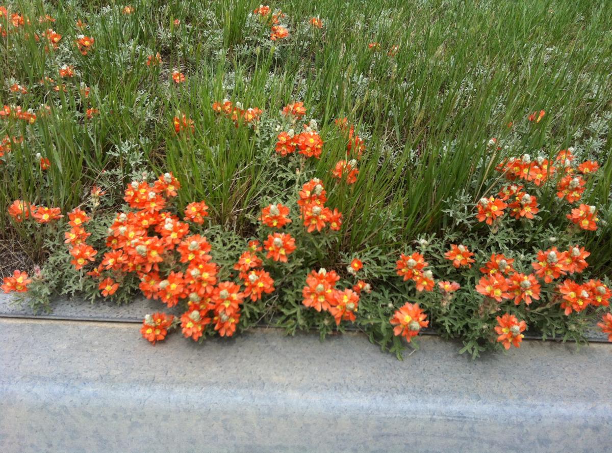 Scarlet mallow - Gardening at USask - College of Agriculture and ...