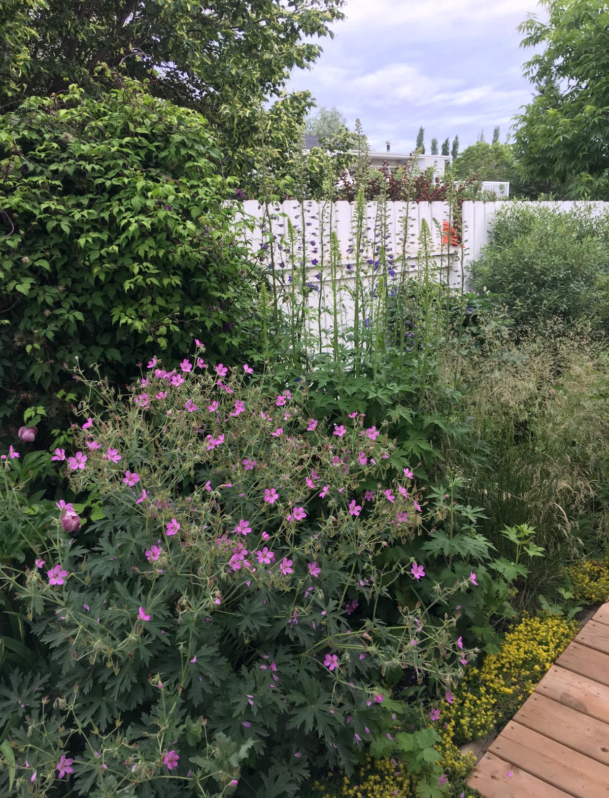 Sticky geranium aka cranesbill - Gardening at USask - College of ...