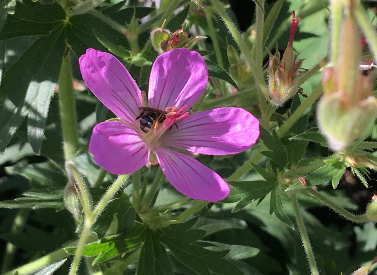 Sticky geranium aka cranesbill - Gardening at USask - College of ...