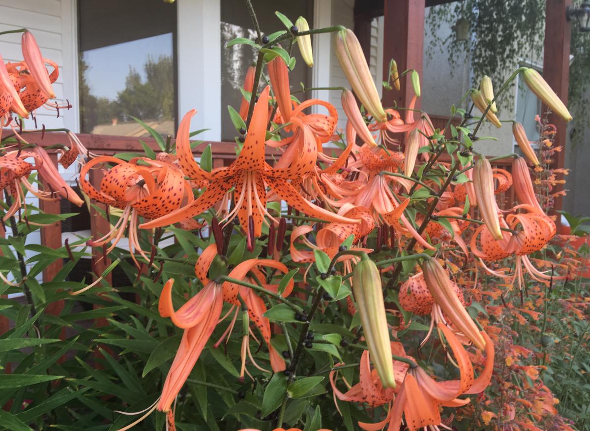 Tiger lily - Gardening at USask - College of Agriculture and ...