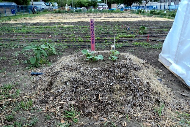 Grow piles - Gardening at USask - College of Agriculture and ...