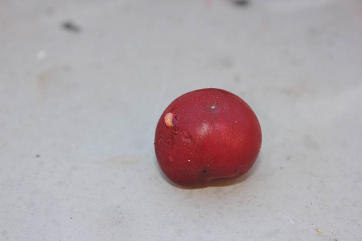 Cherry maggot fly - Gardening at USask - College of Agriculture and ...