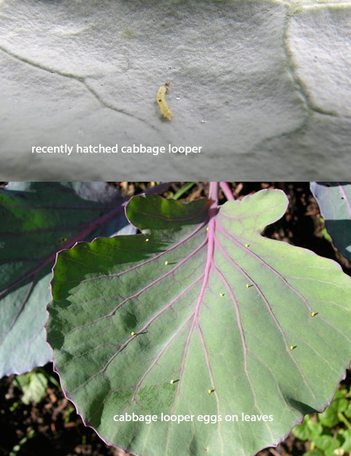 Cabbage looper - Gardening at USask - College of Agriculture and ...