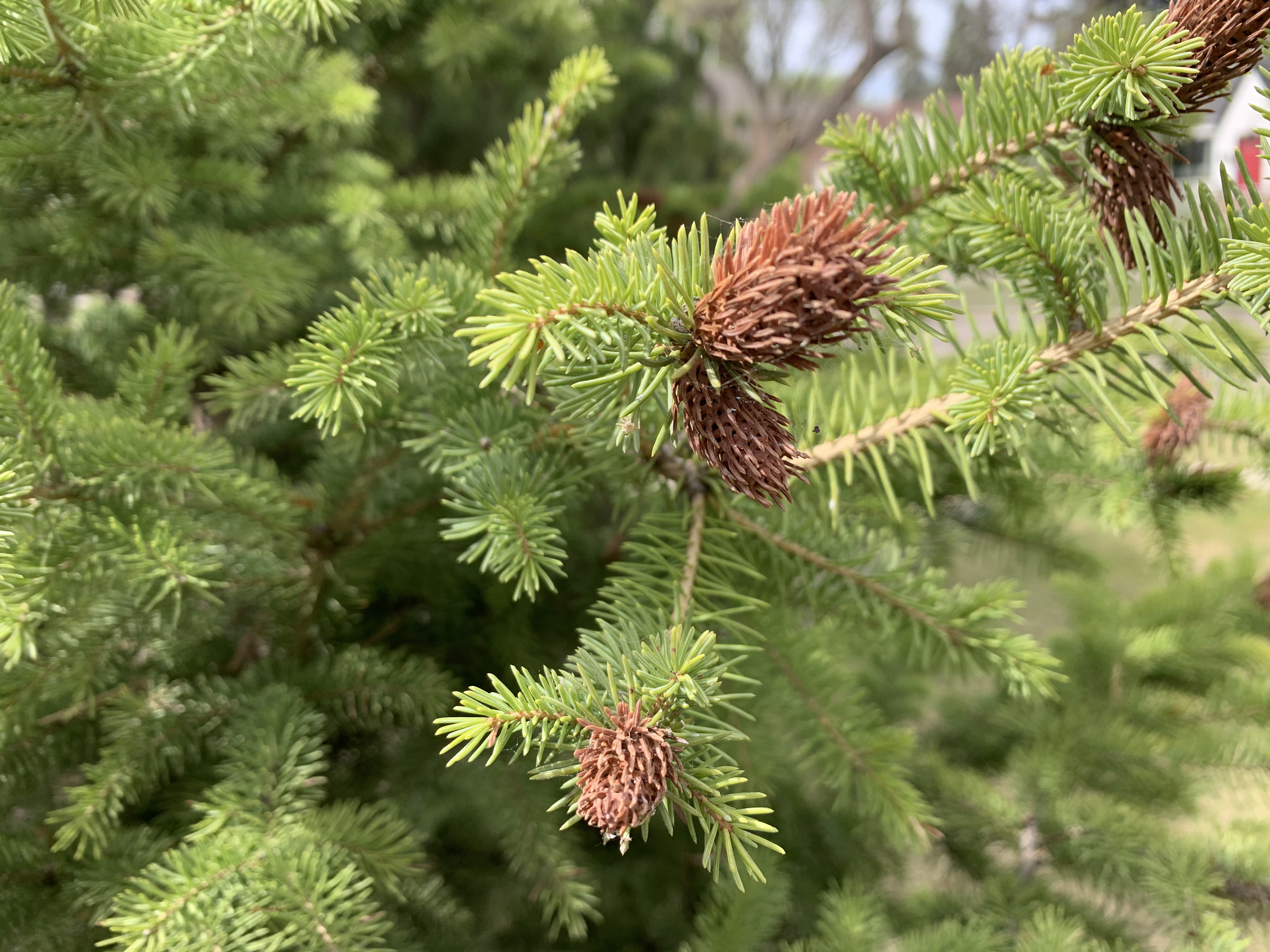Cooley spruce gall adelgid - Gardening at USask - College of ...