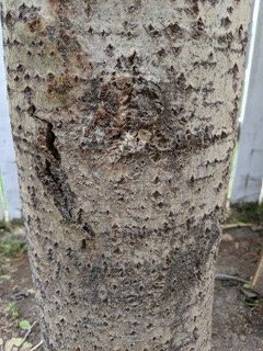 Poplar borer - Gardening at USask - College of Agriculture and ...
