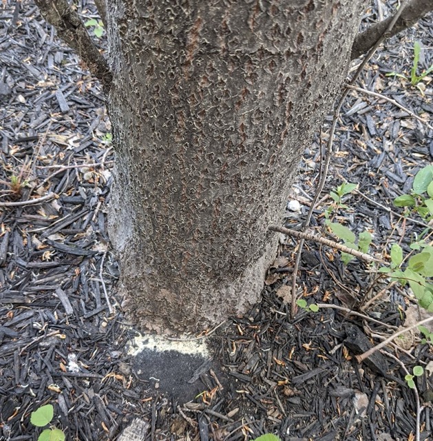 Poplar borer - Gardening at USask - College of Agriculture and ...