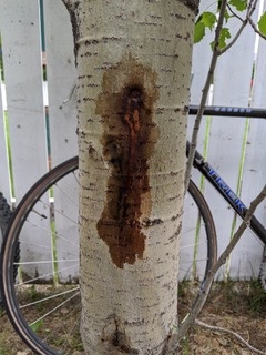 Poplar borer - Gardening at USask - College of Agriculture and ...