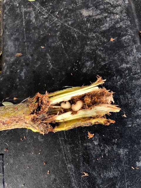 Poplar and willow borer - Gardening at USask - College of Agriculture ...