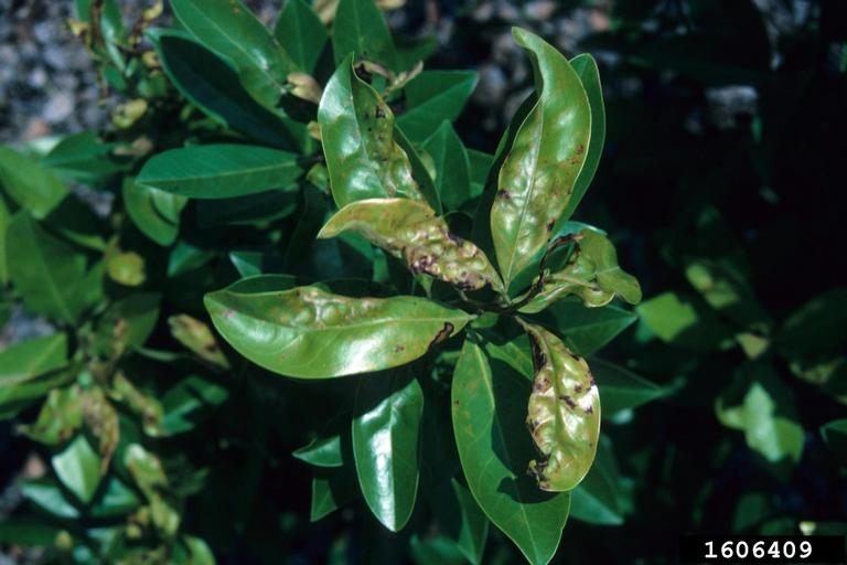 Spittle bug - Gardening at USask - College of Agriculture and ...