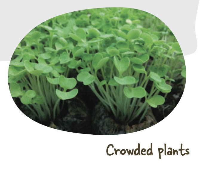 Spacing of plants for indoor growing - Gardening at USask - College of ...