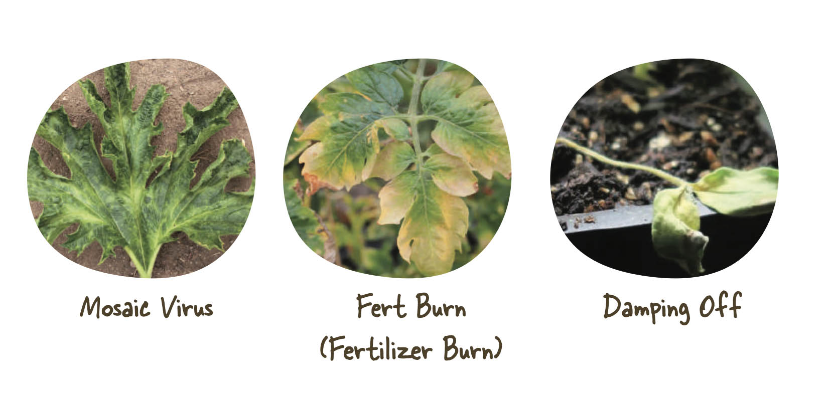 Dealing with common problems - Gardening at USask - College of ...