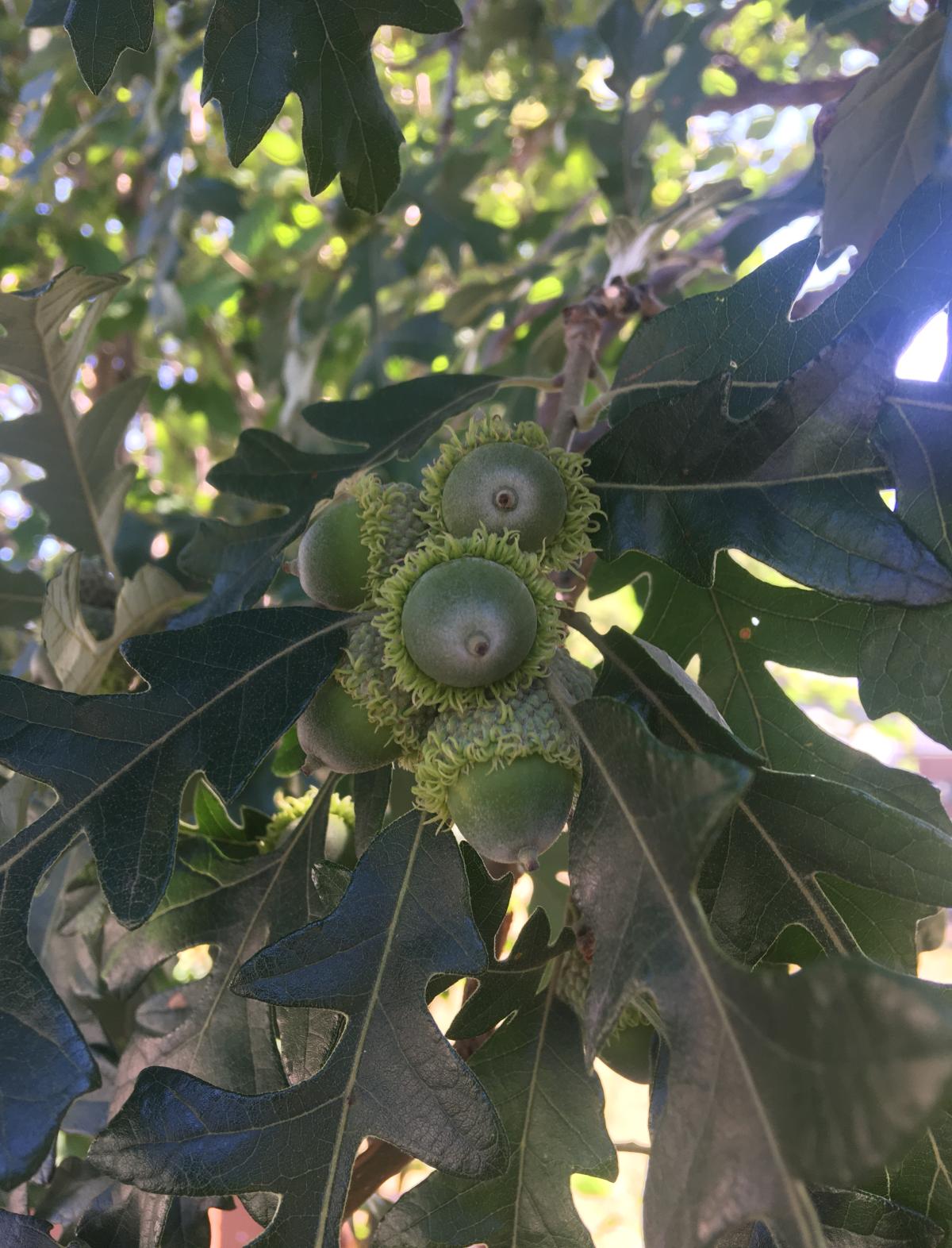 Spiny Acorn 5 FANCY DOUBLE Long Fringed Bur Oak Acorn Caps, Eyelash