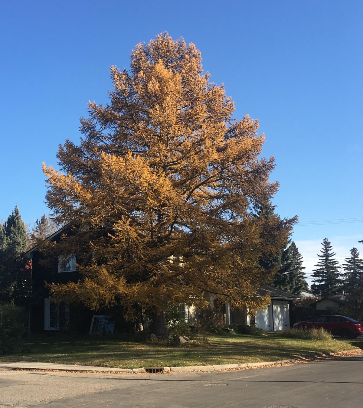 Larch - Gardening at USask - College of Agriculture and Bioresources ...