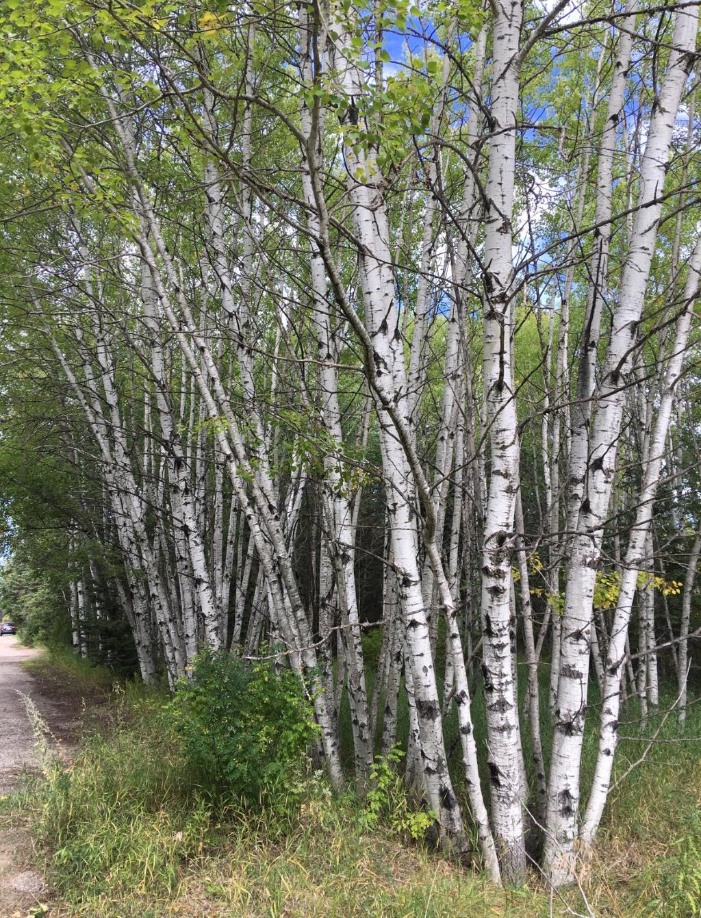 Quaking Aspen Tree ISPREAD (QUAKING ASPEN) — Completely Arbortrary