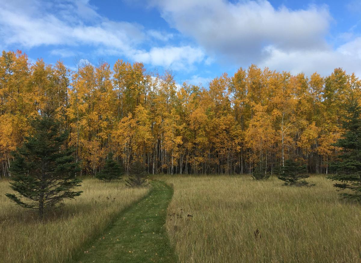 Homeland 2 Tree Autumn